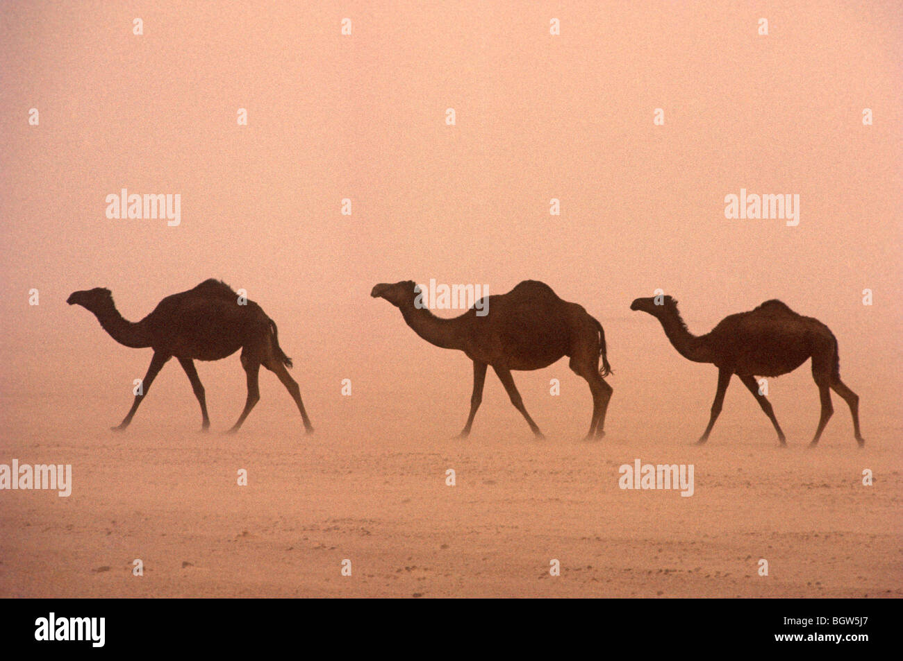Camel in a sandstorm hi-res stock photography and images - Alamy