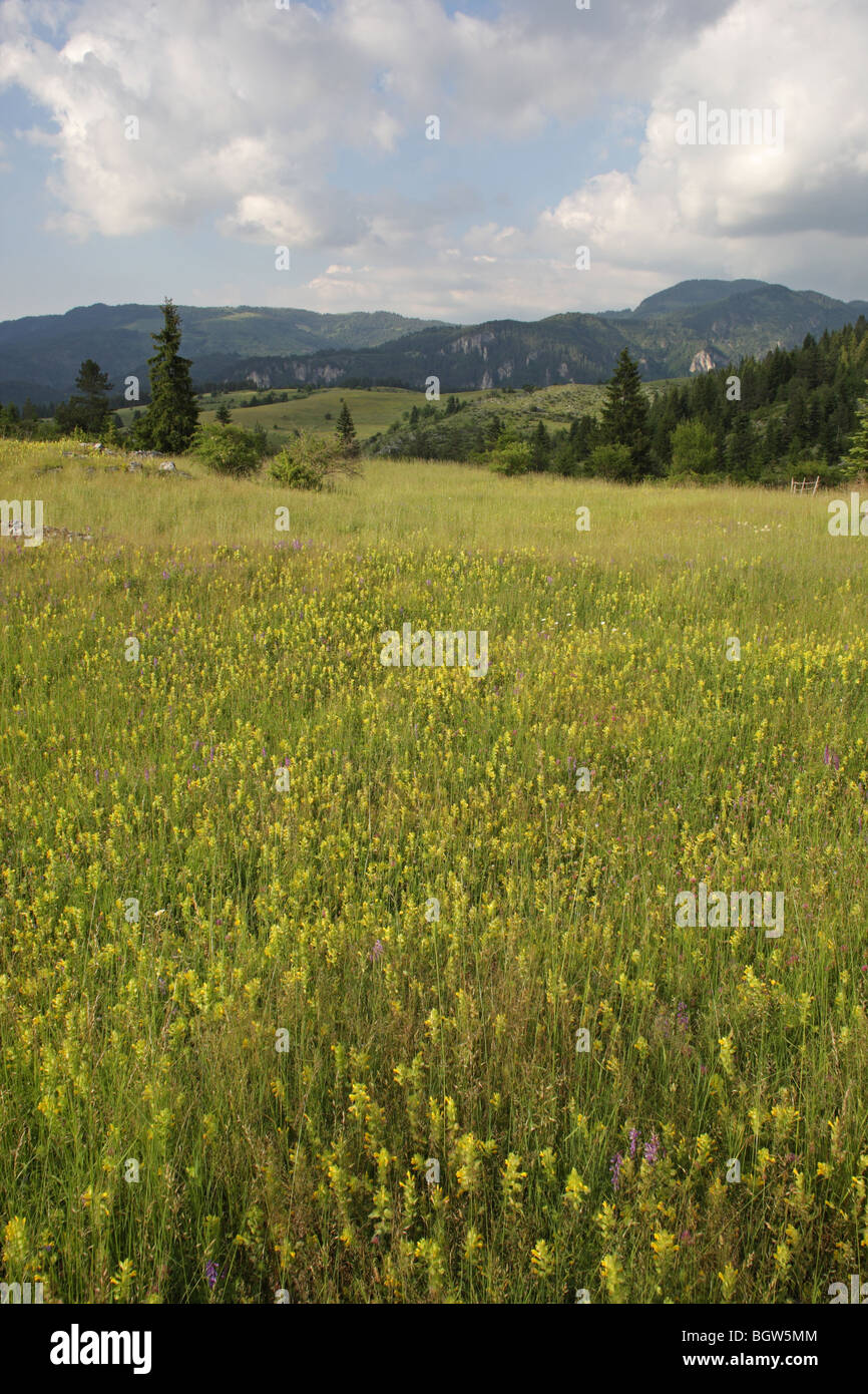 Summer landscape in Rodopi (Rhodopi) Mountains, Bulgaria, Europe Stock ...