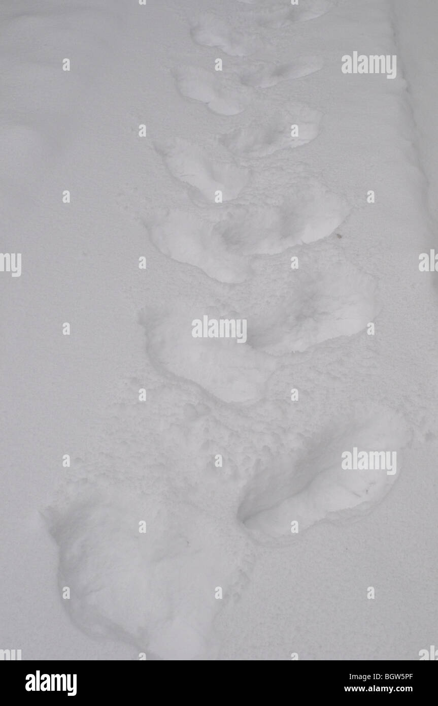 Footsteps In Snow High Resolution Stock Photography and Images - Alamy