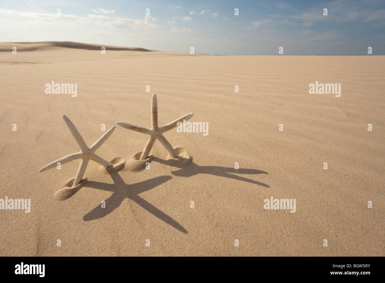 Two starfish on sand Stock Photo - Alamy