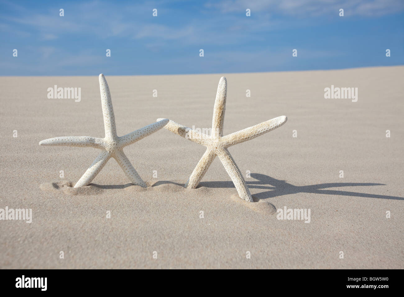Two starfish hi-res stock photography and images - Alamy