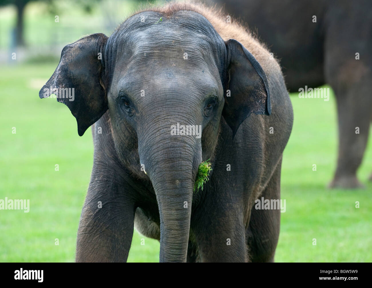 Baby asian elephant Stock Photo - Alamy