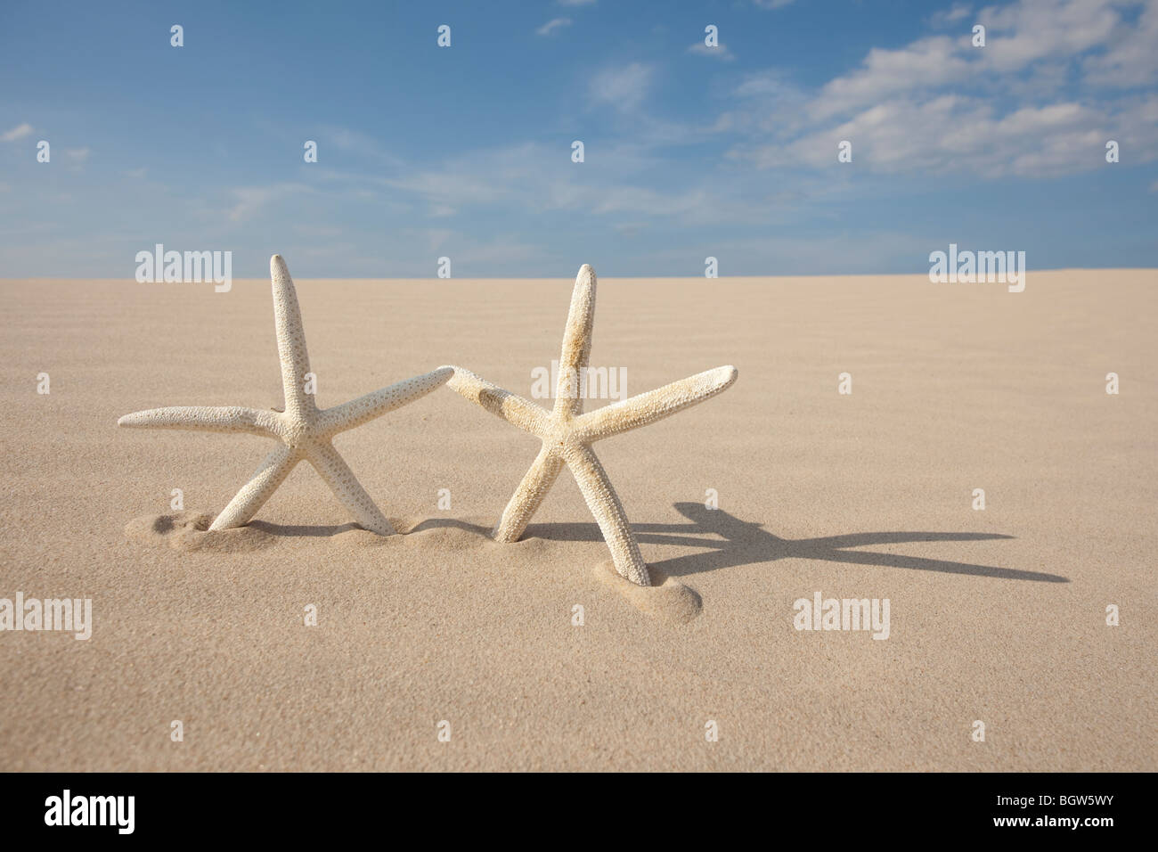 Two starfish hi-res stock photography and images - Alamy