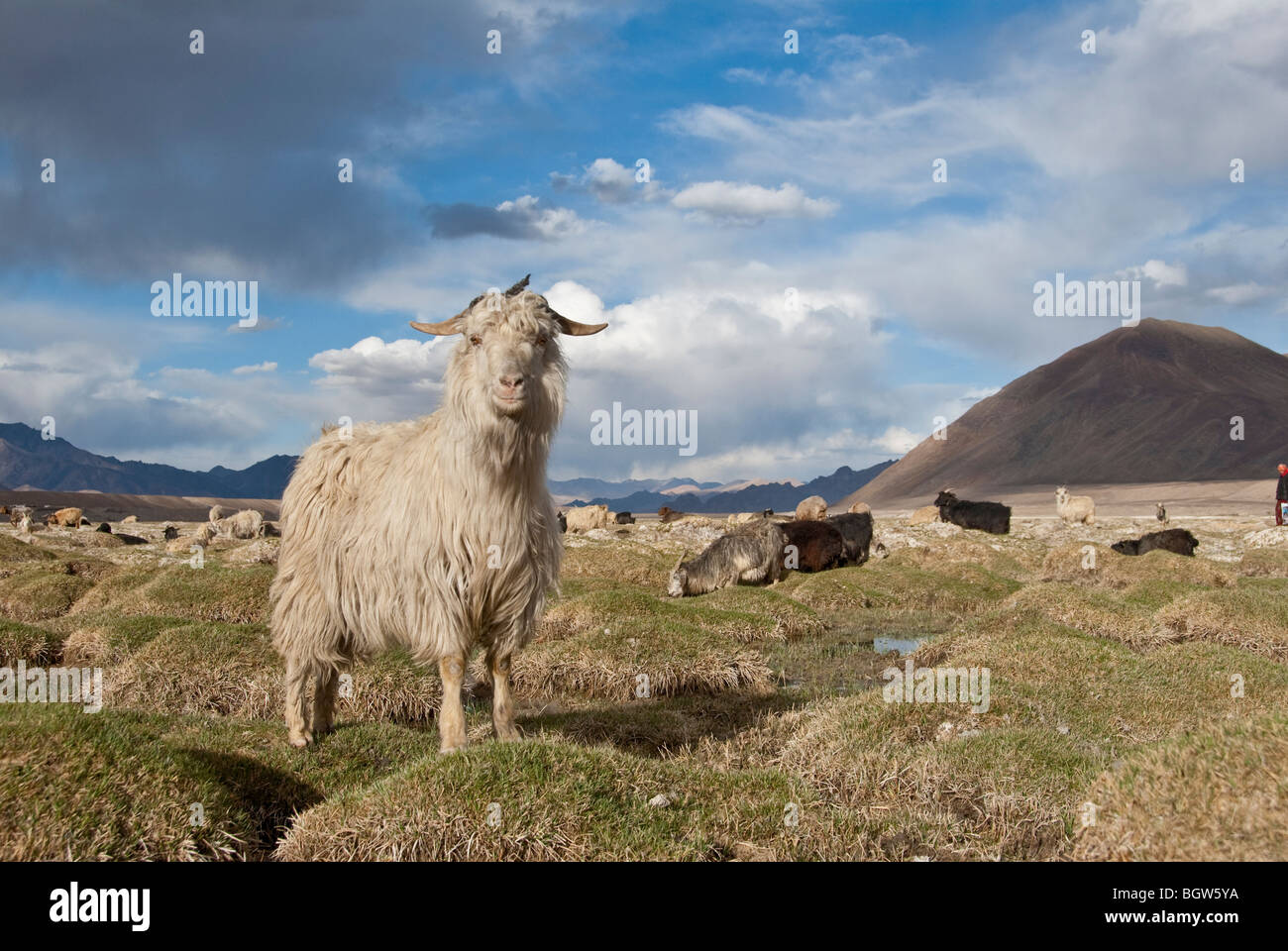 Male goat hi-res stock photography and images - Alamy