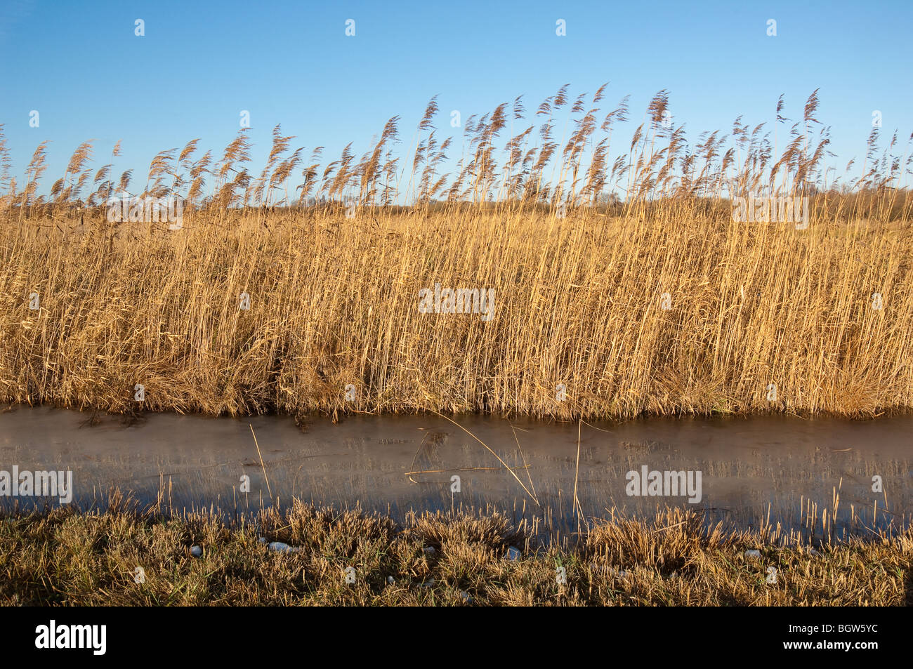 Fenland reeds hi-res stock photography and images - Alamy