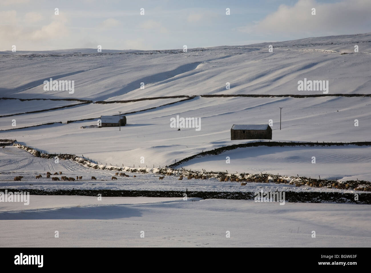 Typical Yorkshire Dales Scenery at Littondale with stone Field Barns ...