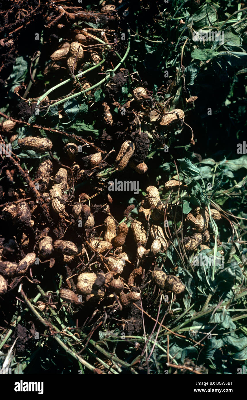 Peanuts growing hi-res stock photography and images - Alamy
