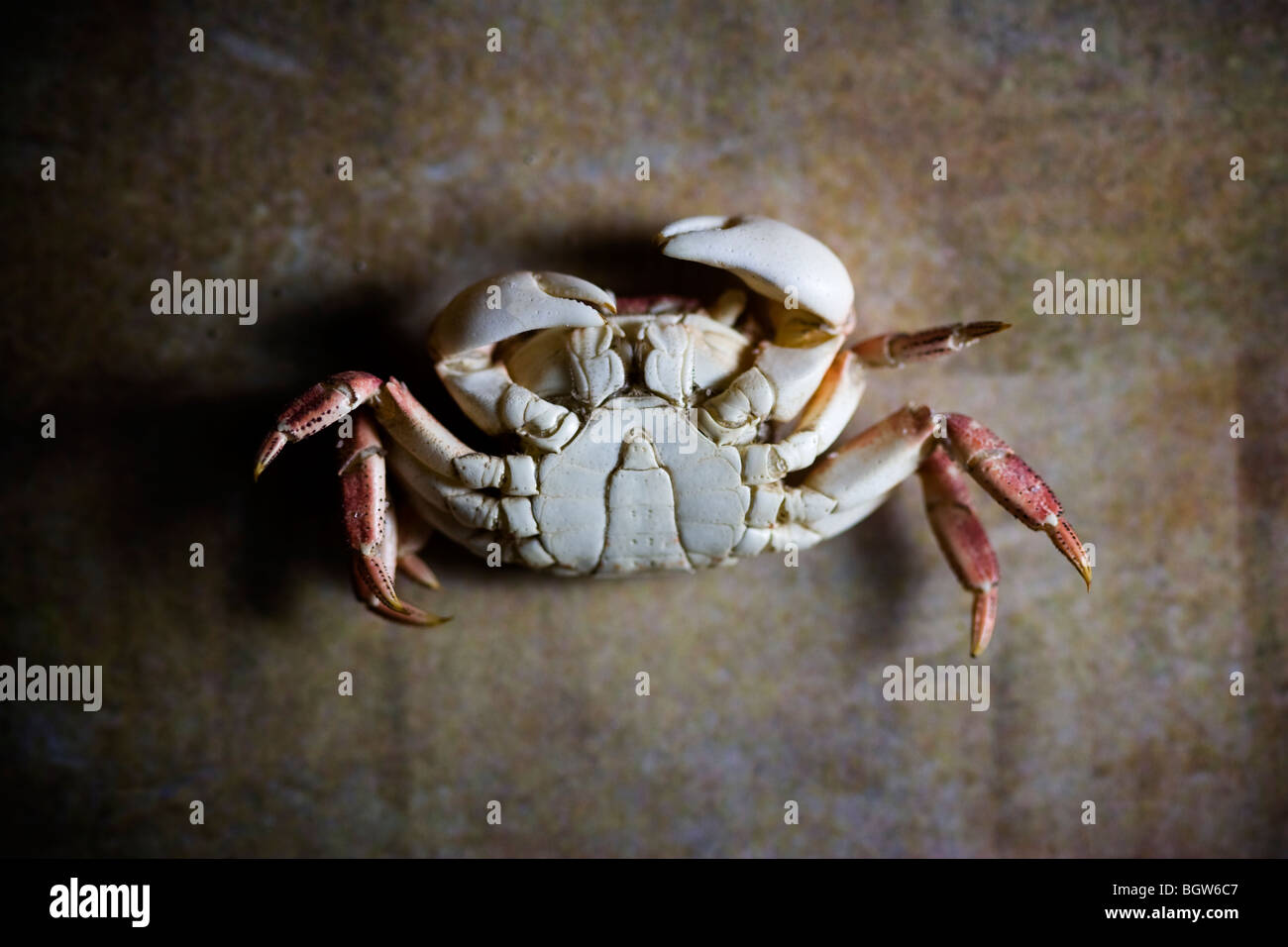 A tiny little crab shown belly up Stock Photo - Alamy