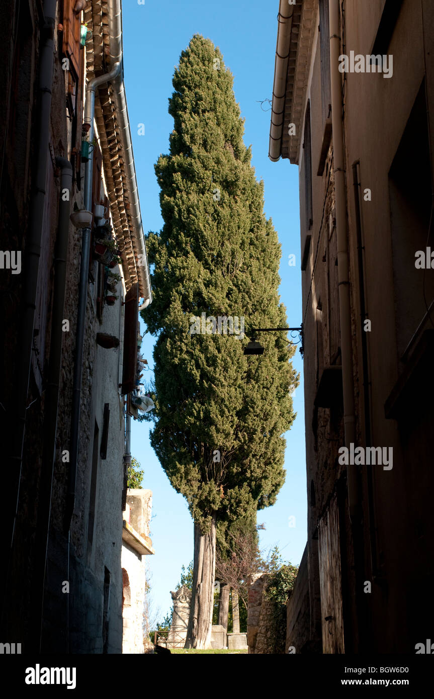 Cypress tree, Cemetery in Sauve, Gard, South of France Stock Photo - Alamy