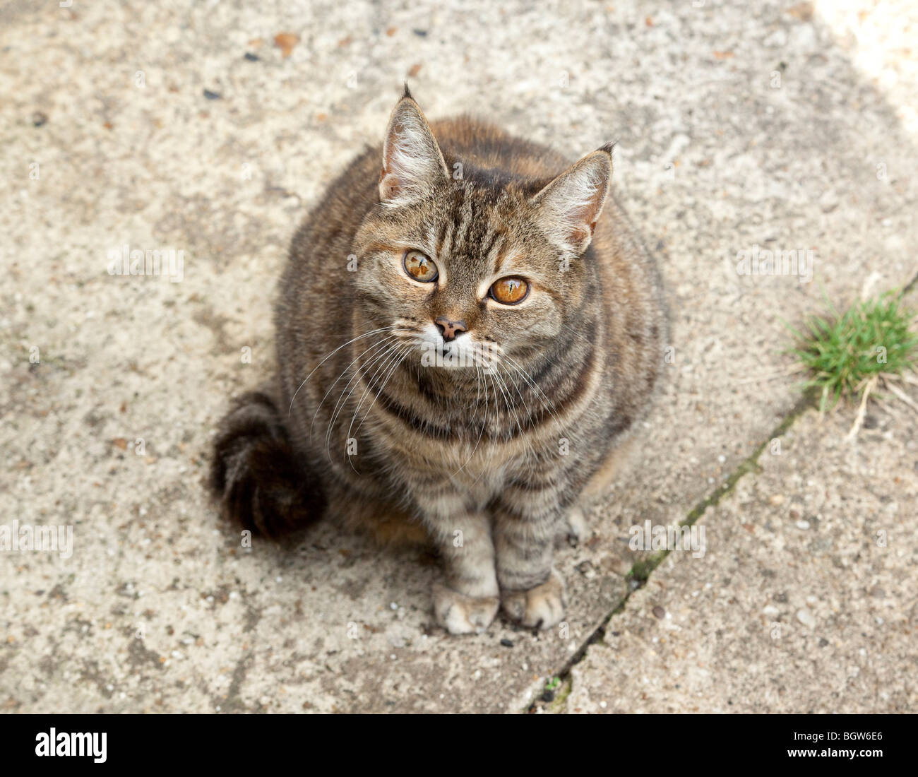 Domestic tabby cat hi-res stock photography and images - Alamy