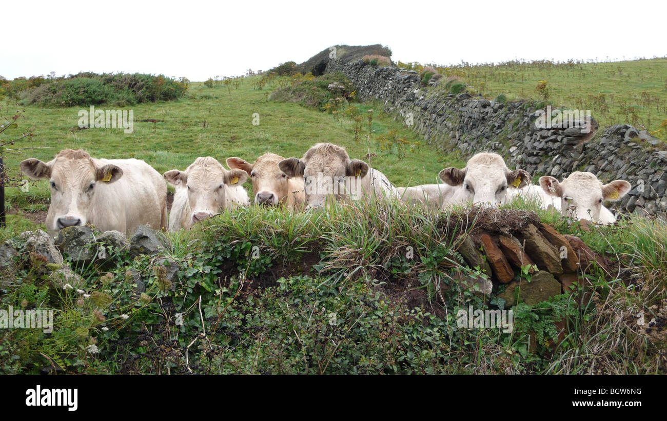 Cows in a grass field looking over a stone wall in Cornwall, England ...