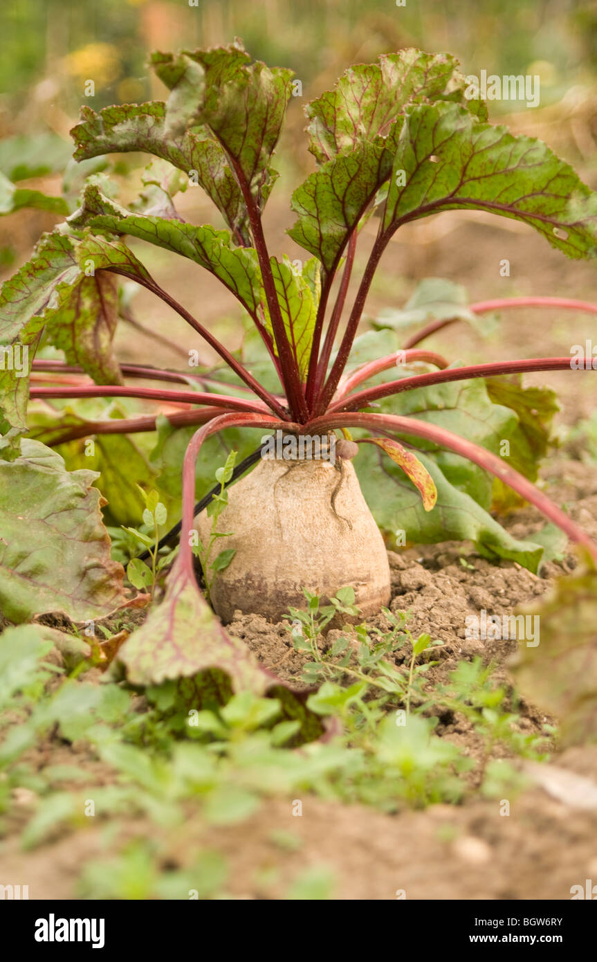 Beetroot plant (Beta vulgaris) growing on an allotment plot Stock Photo ...