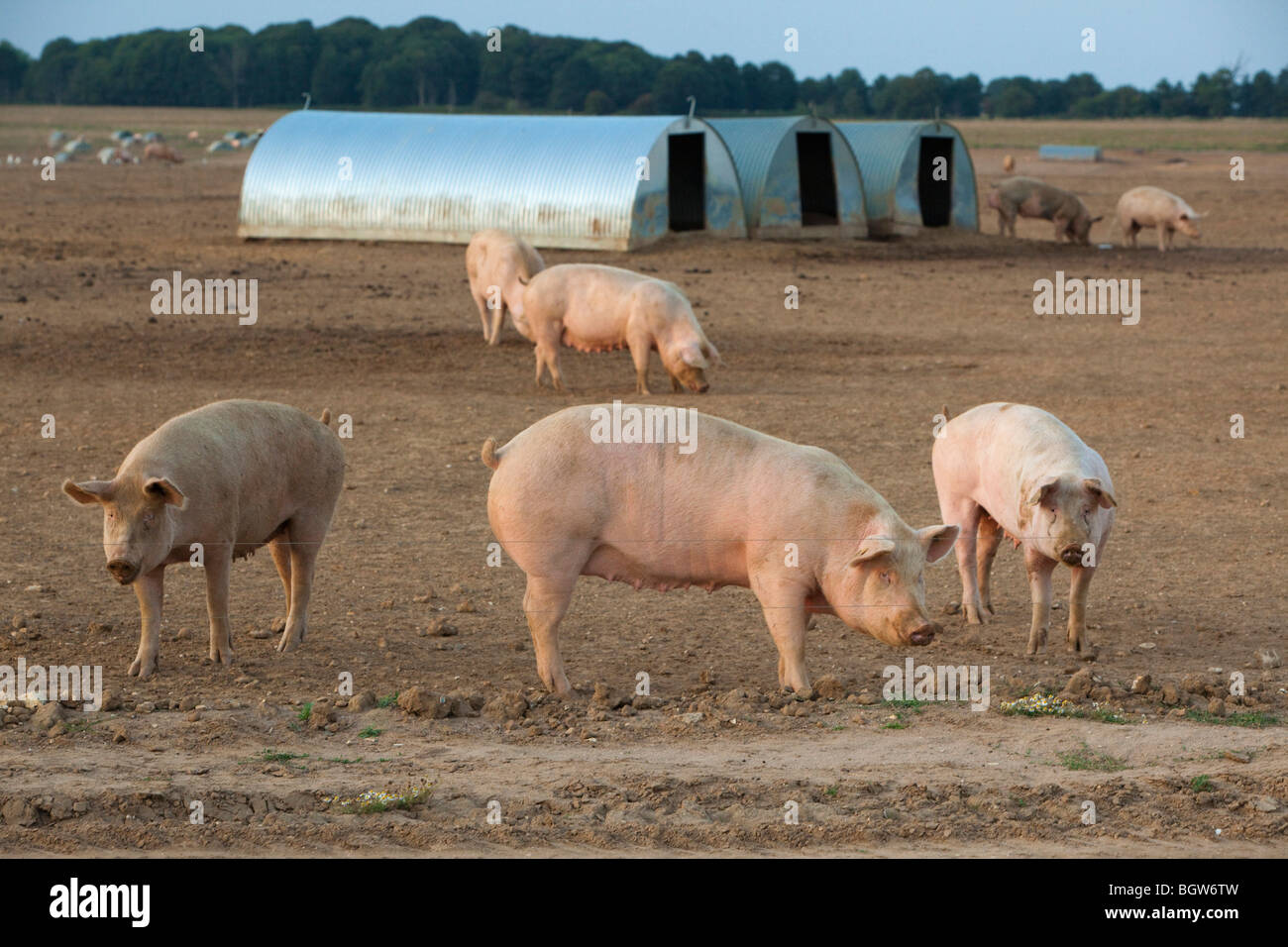 pigs on a farm in Suffolk Stock Photo - Alamy