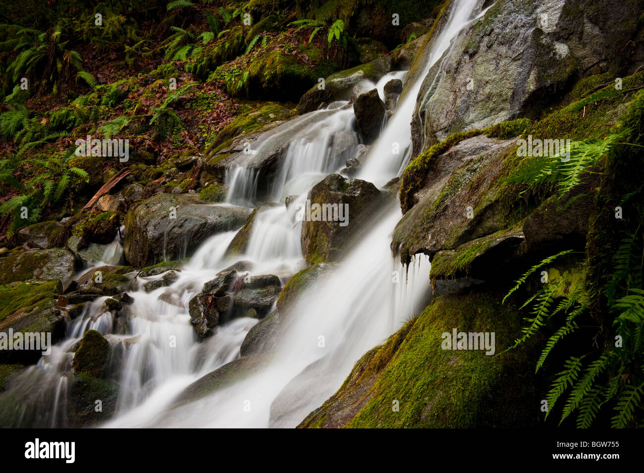 A stream captured along the wooded area of Harrison Lake next to the ...