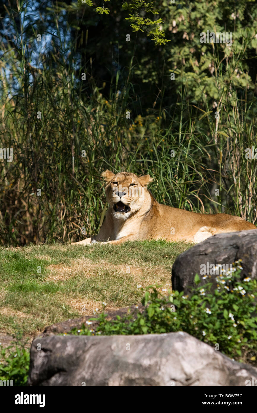 A lion resting in the sun Stock Photo - Alamy