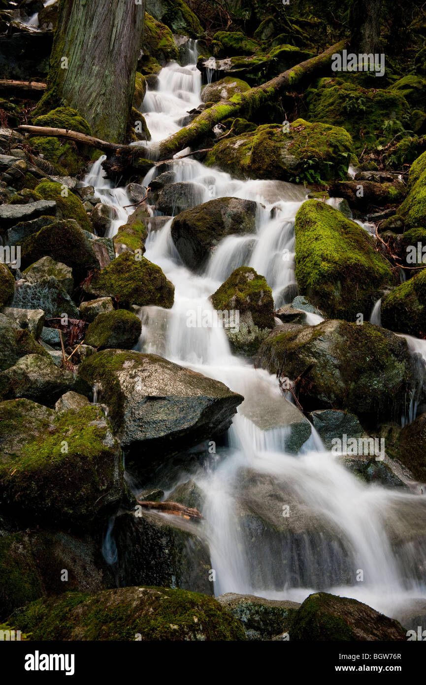 A stream captured along the wooded area of Harrison Lake next to the ...