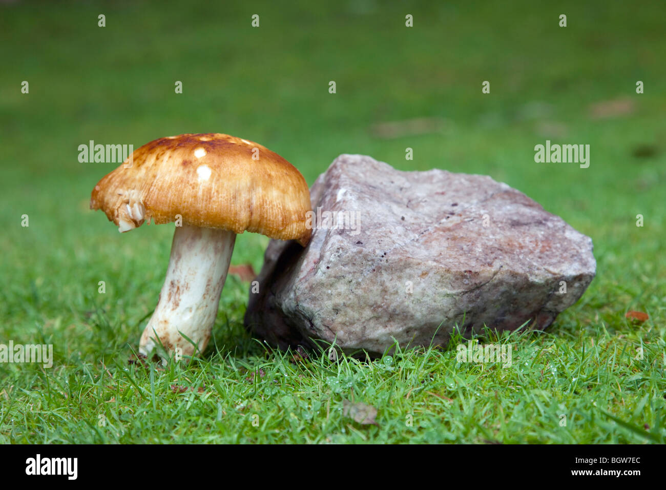 Toadstool leaning against rock hi-res stock photography and images - Alamy