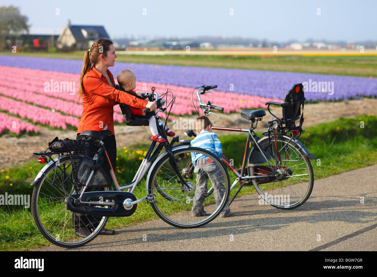 Family with two kids bicycling in dutch countryside. Tulip fields on ...