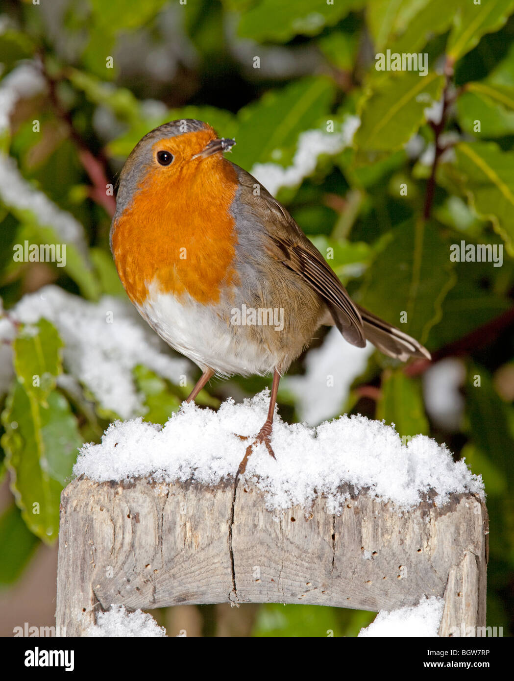 European robin spade hi-res stock photography and images - Alamy