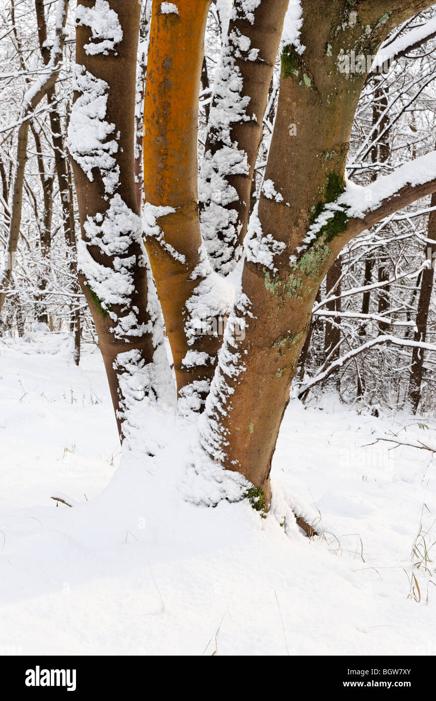 Scotland snow tree hi-res stock photography and images - Alamy