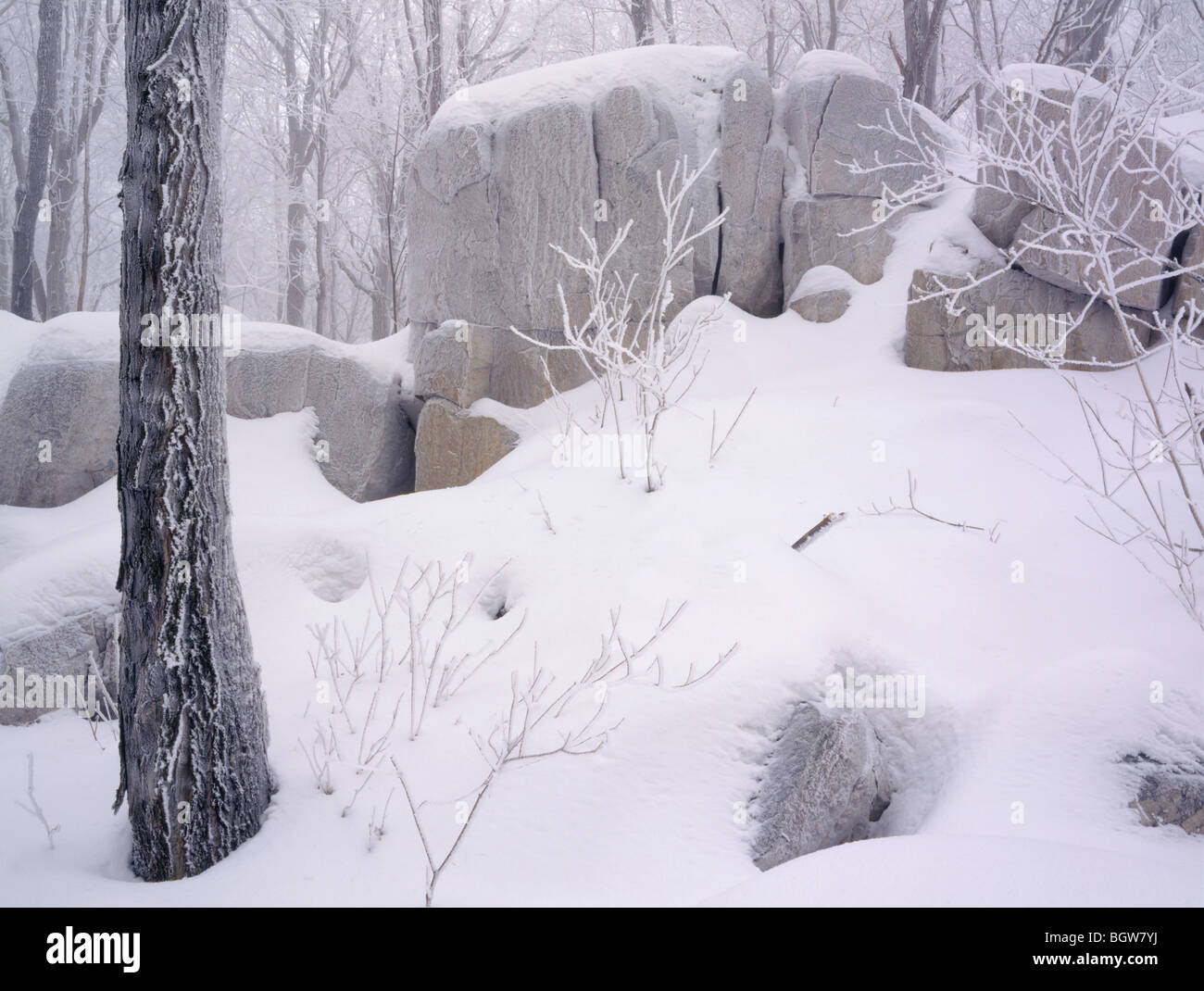 quartzite outcropping, Rib Mountain State Park, Wisconsin Stock Photo ...