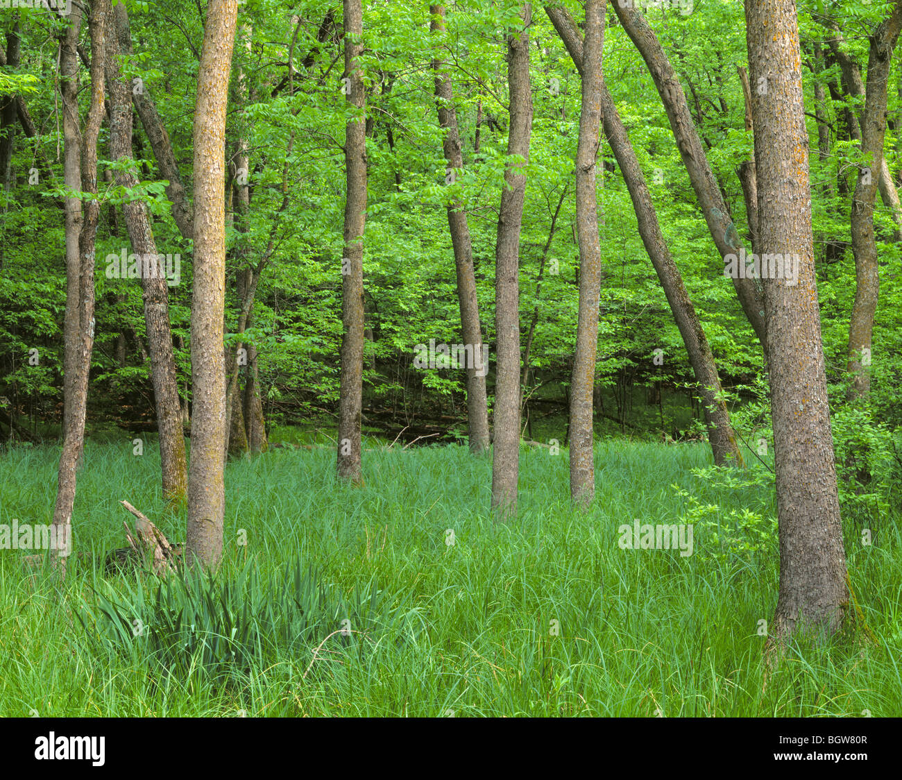 open woodland, Interstate State Park, Wisconsin Stock Photo - Alamy