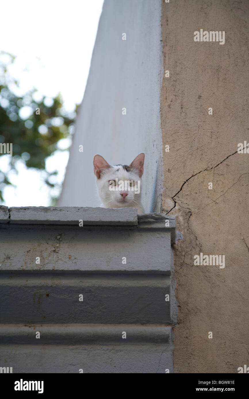 Cat peering over the edge hi-res stock photography and images - Alamy