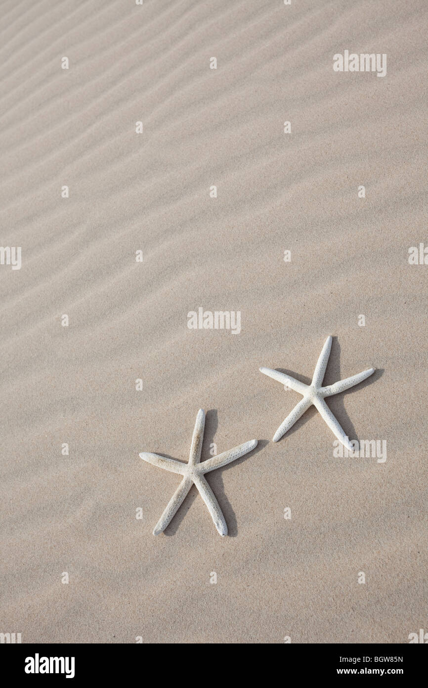 Two starfish hi-res stock photography and images - Alamy