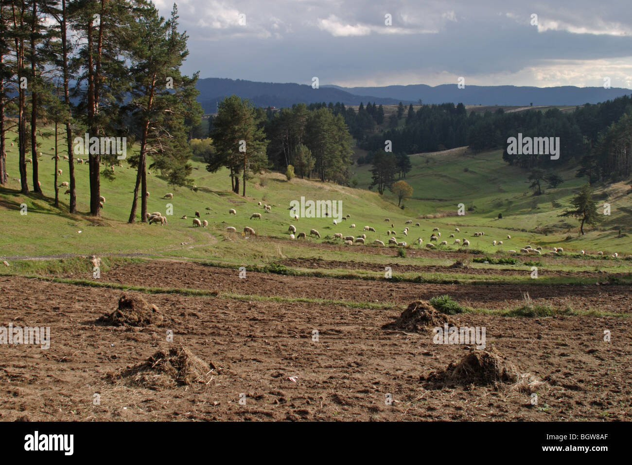 Rodopi Mountain, Bulgaria Stock Photo - Alamy