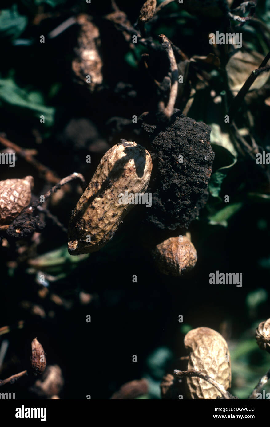 Peanuts growing on a bush in Sudan, ready to be picked. Photographed at ...