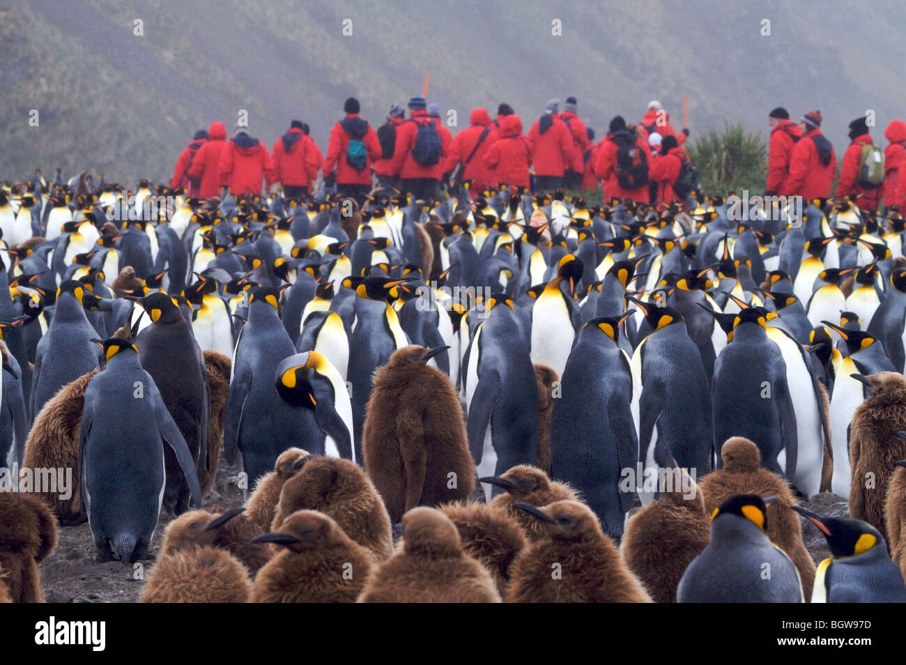 King Penguin Colony Salisbury Plain South Georgia Island Stock Photo