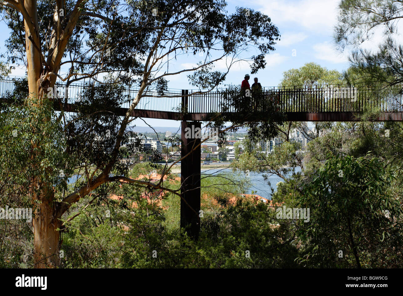 Elevated walkway at Kings Park in Perth, Western Australia Stock Photo ...