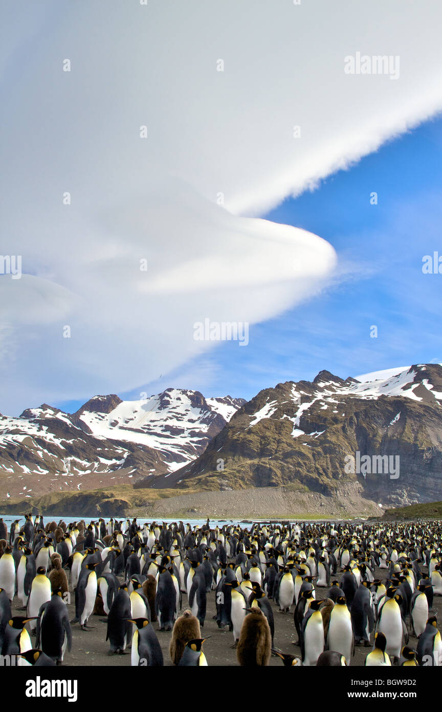 Penguin storm antarctica hi-res stock photography and images - Alamy