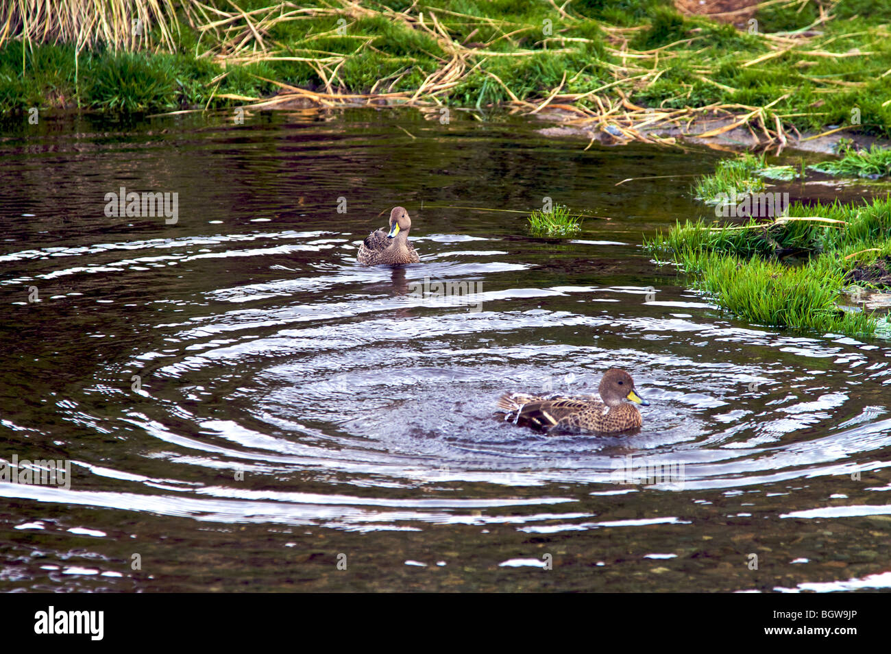 Birding pond ripple circle duck ducks water hi-res stock photography ...