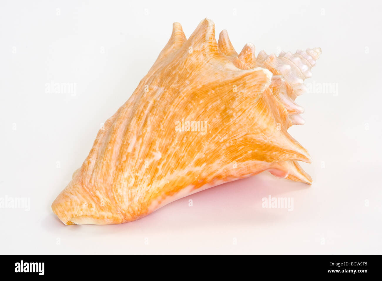 Close up of a Conch Shell on white background Stock Photo - Alamy