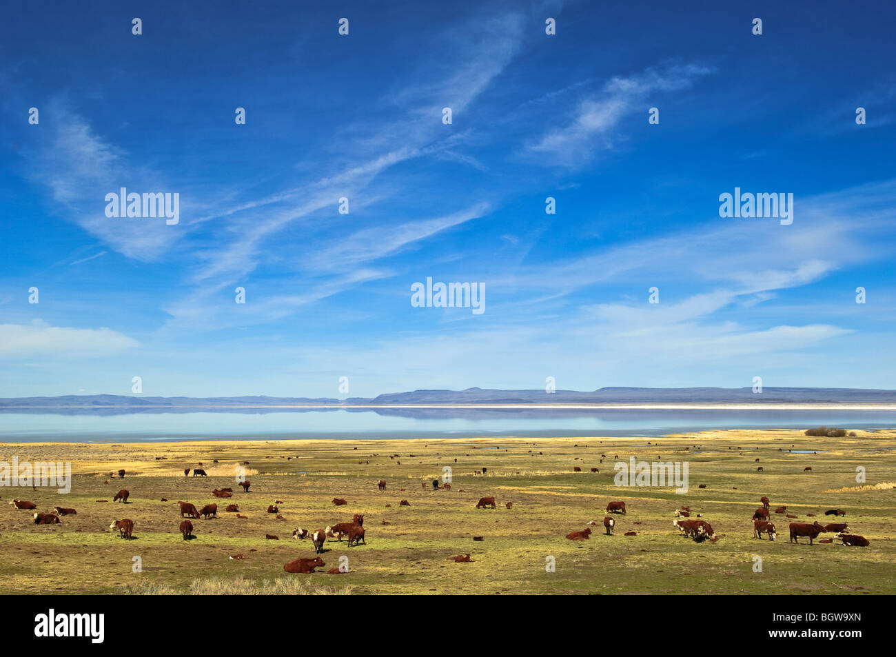 Cattle shore hi-res stock photography and images - Alamy