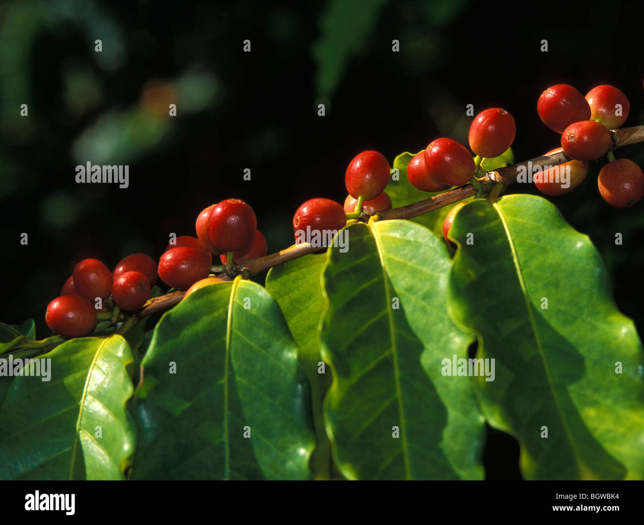 Kona coffee tree hi-res stock photography and images - Alamy