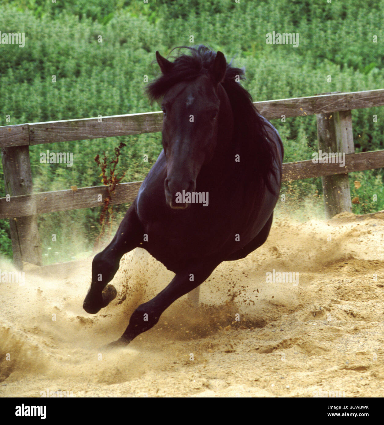 Horse bolting hi-res stock photography and images - Alamy