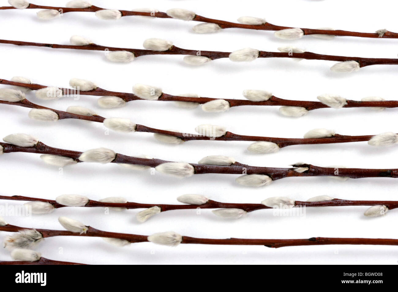 Blooming willow spring twigs hi-res stock photography and images - Alamy