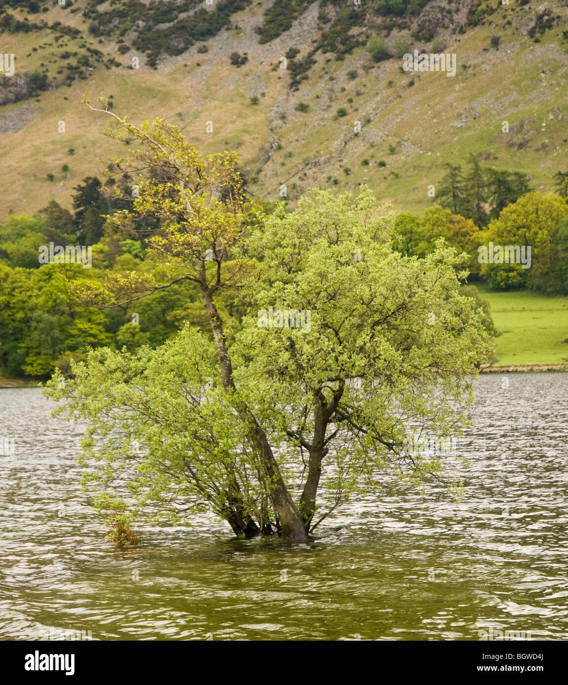 Drowned tree hi-res stock photography and images - Alamy