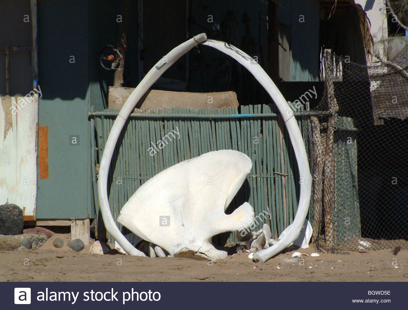 Whale Bone House Stock Photos & Whale Bone House Stock Images - Alamy