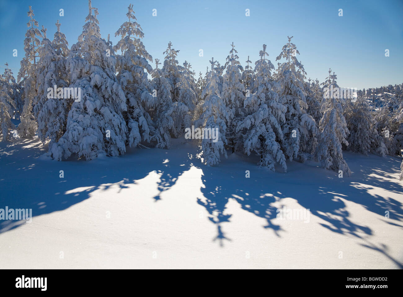 Pine forest in snow, shadows, idyllic scene Stock Photo - Alamy