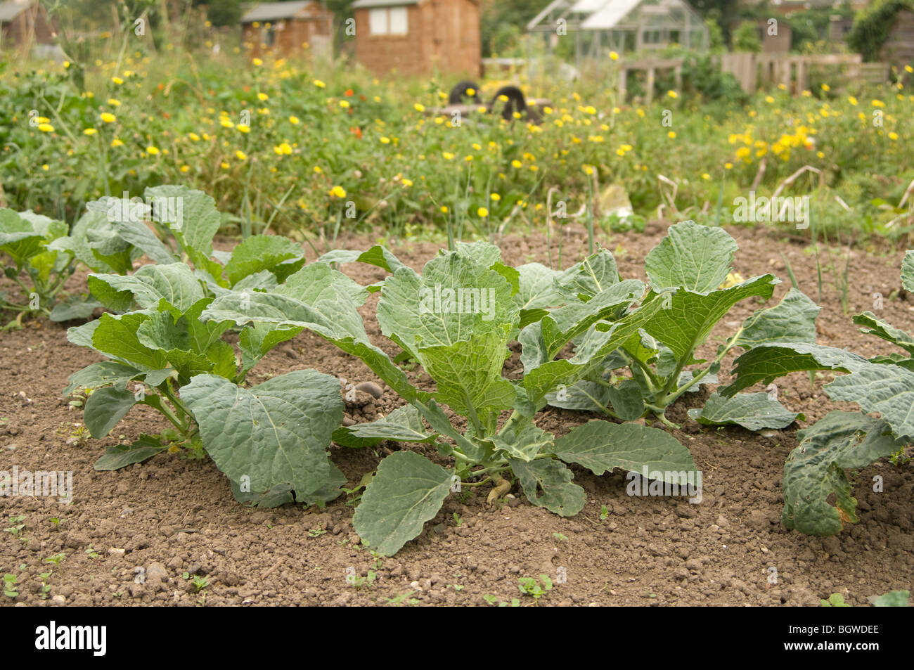 Cabbage plants (Brassica oleracea var. capitata) growing on an ...