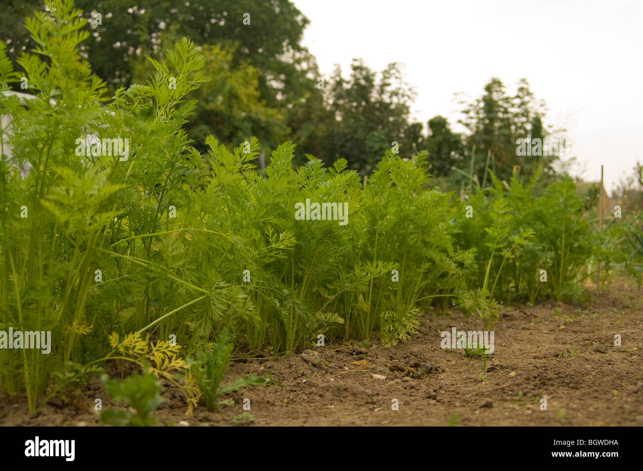 Carrot tap root hi-res stock photography and images - Alamy