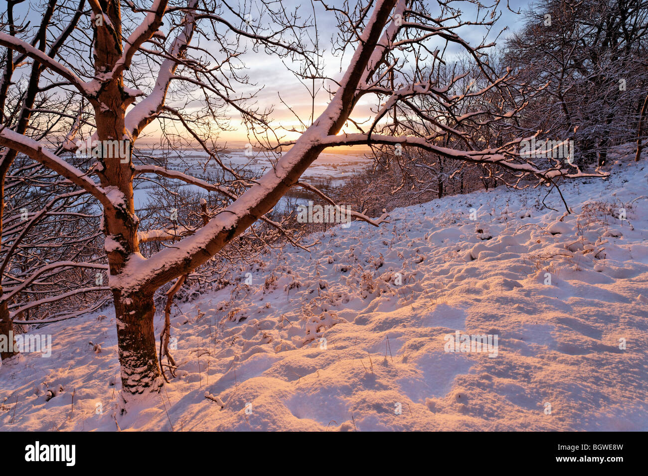 Tree trunk in snow. Wood Hill Wood, Alva, Clackmannanshire, Scotland ...