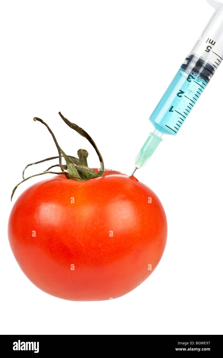 A tomato being injected with a syringe containing blue fluid, isolated ...