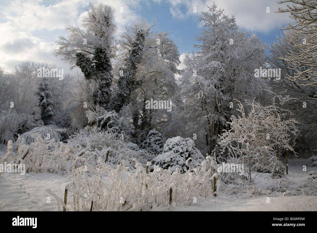 Trees and plants covered by white blanket of heavy snow Stock Photo - Alamy