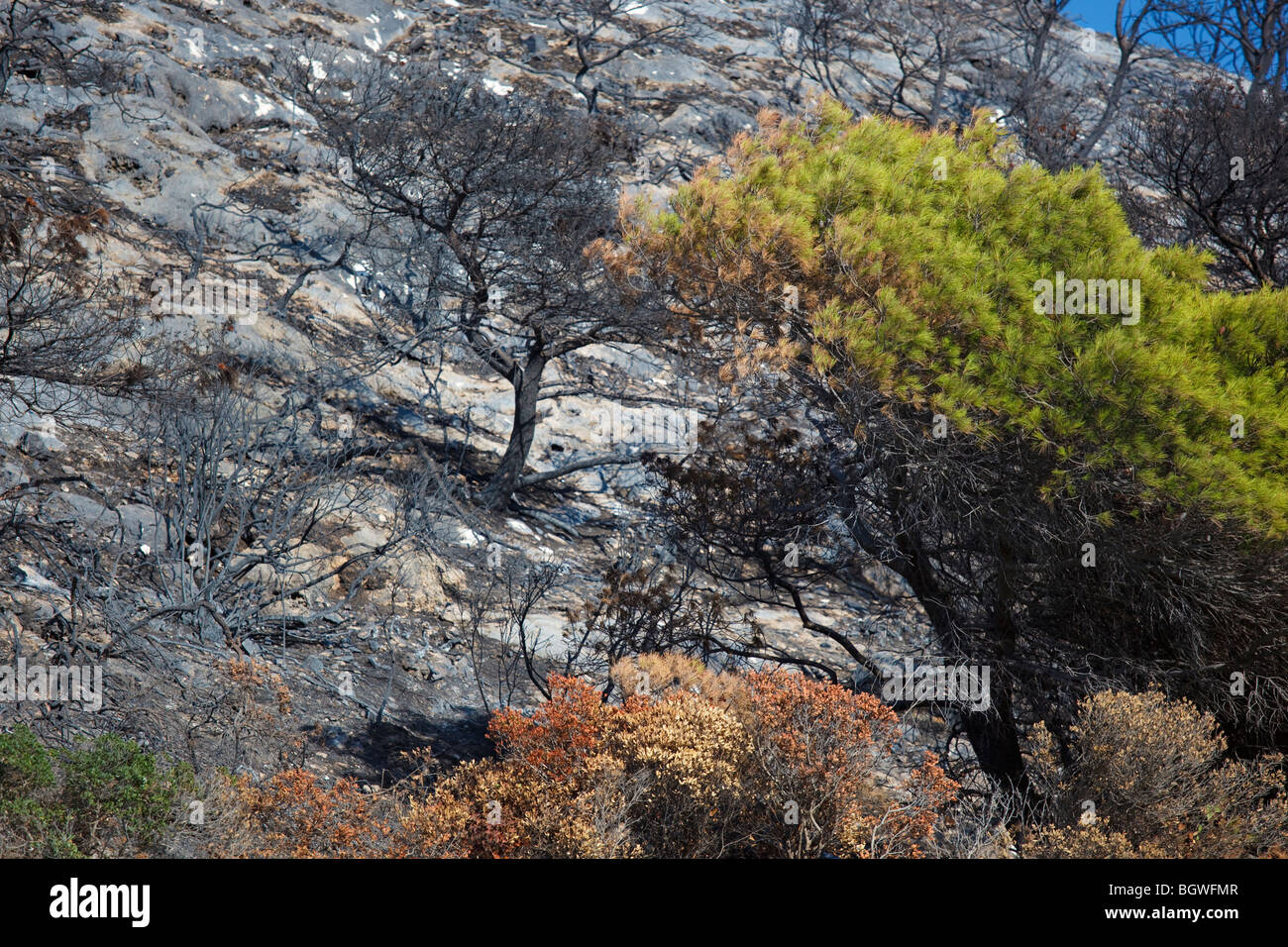 Burned forests hi-res stock photography and images - Alamy