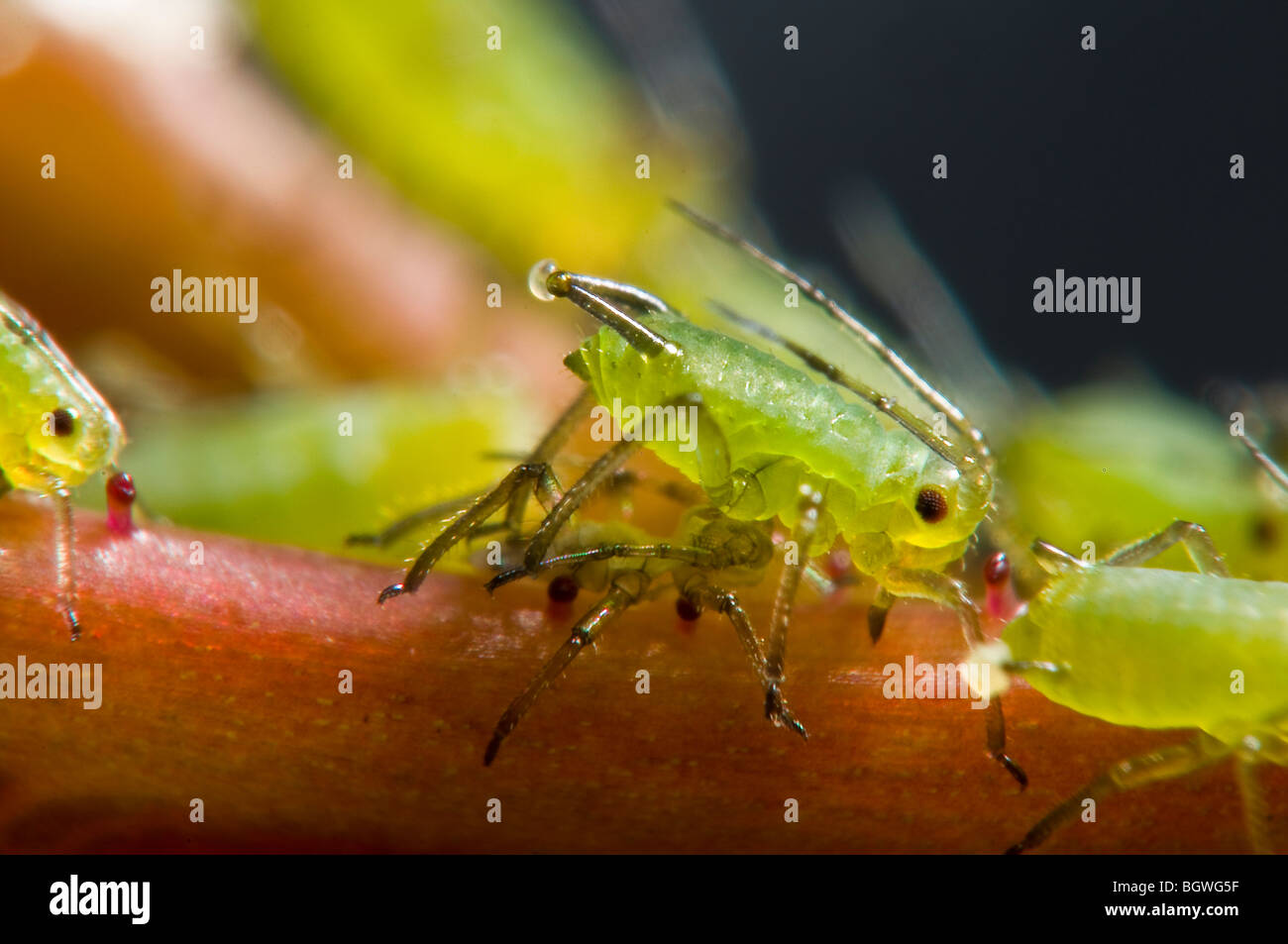 Aphid infestation architecture pests proboscis rose leaf scale 5 hi-res ...