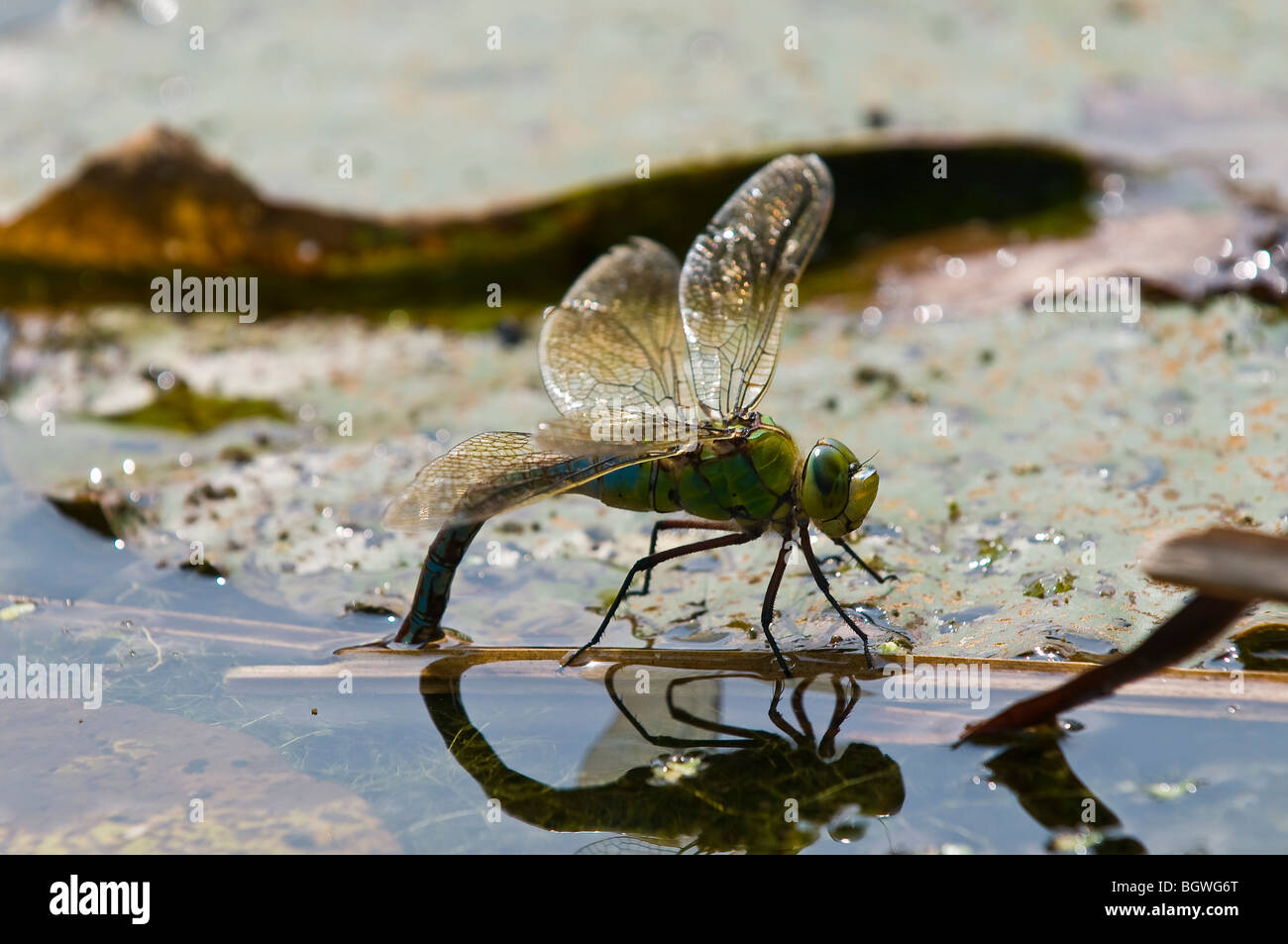 Stylish predator hi-res stock photography and images - Alamy